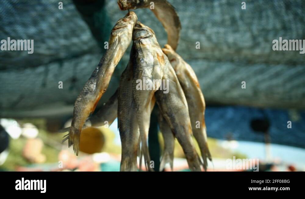 Tied up fish Stock Videos & Footage - HD and 4K Video Clips - Alamy
