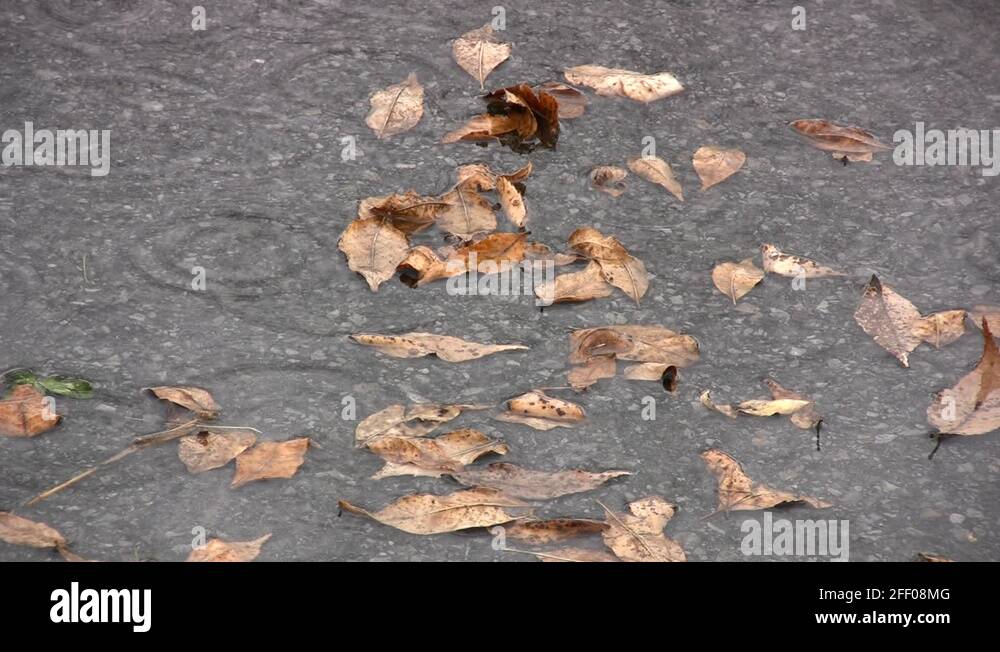 Leaves raining drops splashing outdoors weather wet rain water splash ...