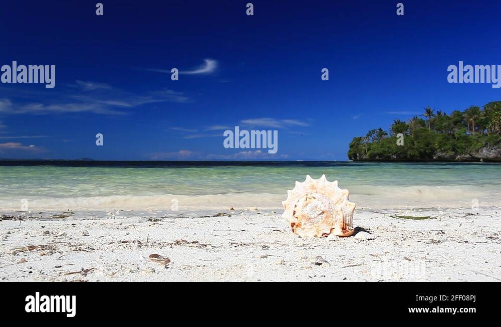 Seashell on tropical beach Stock Videos & Footage - HD and 4K Video ...