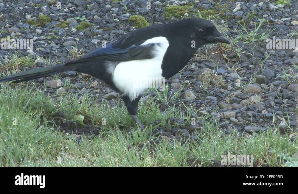 1 magpie Stock Videos & Footage - HD and 4K Video Clips - Alamy