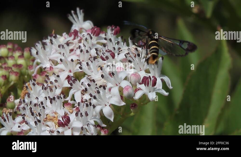 Wasp mimic moth Stock Videos & Footage - HD and 4K Video Clips - Alamy