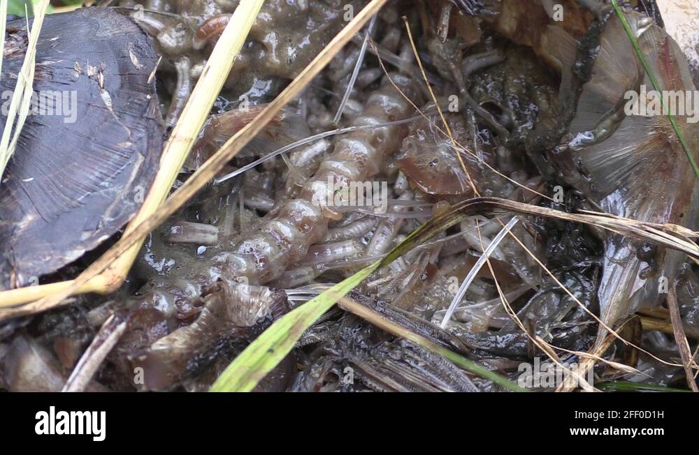 Maggots on dead fish Stock Video Footage - Alamy