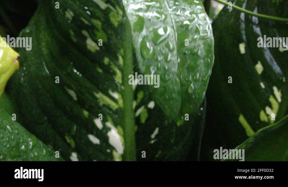 Water drops on blade Stock Videos & Footage - HD and 4K Video Clips - Alamy