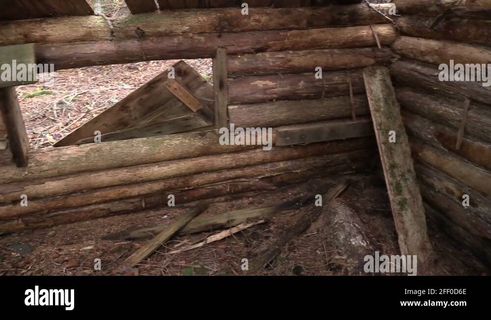 Decayed log Stock Videos & Footage - HD and 4K Video Clips - Alamy
