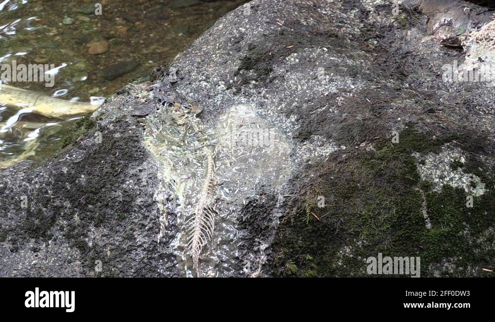 Rock skeleton Stock Videos & Footage - HD and 4K Video Clips - Alamy