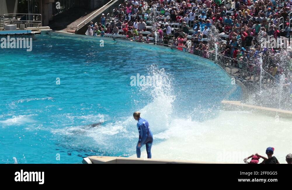 Orca and trainer Stock Videos & Footage - HD and 4K Video Clips - Alamy