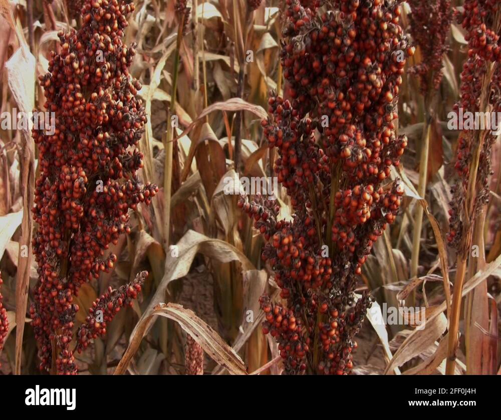 Grain sorghum milo Stock Videos & Footage - HD and 4K Video Clips - Alamy