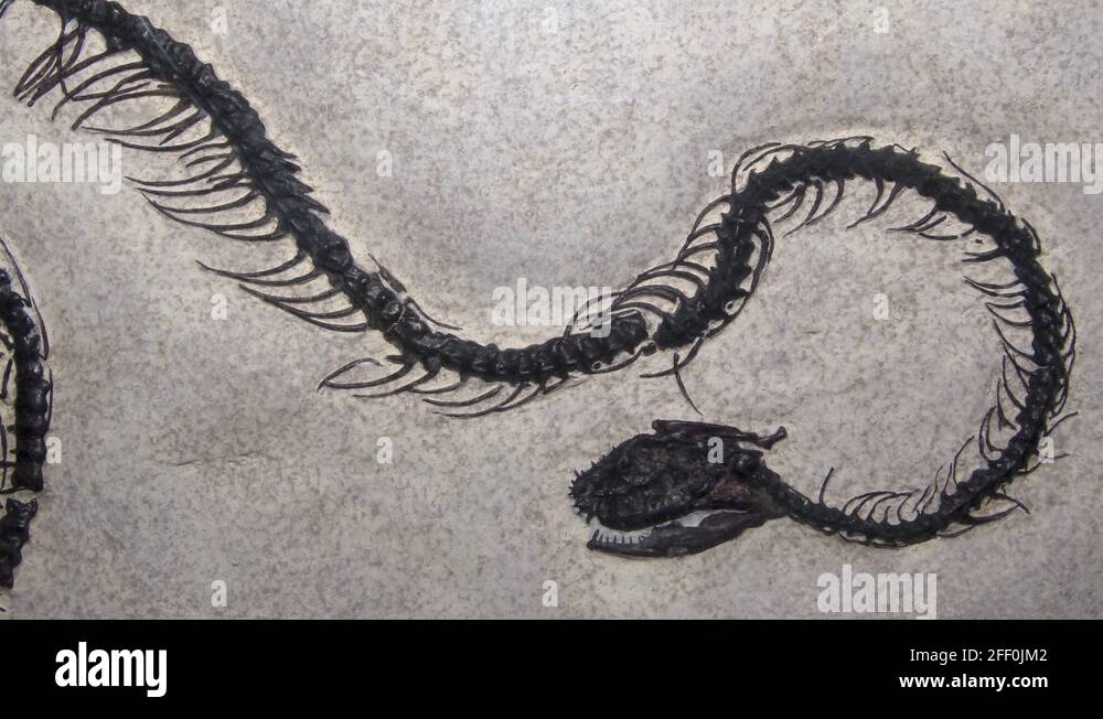 Skeleton of snake Stock Videos & Footage - HD and 4K Video Clips - Alamy