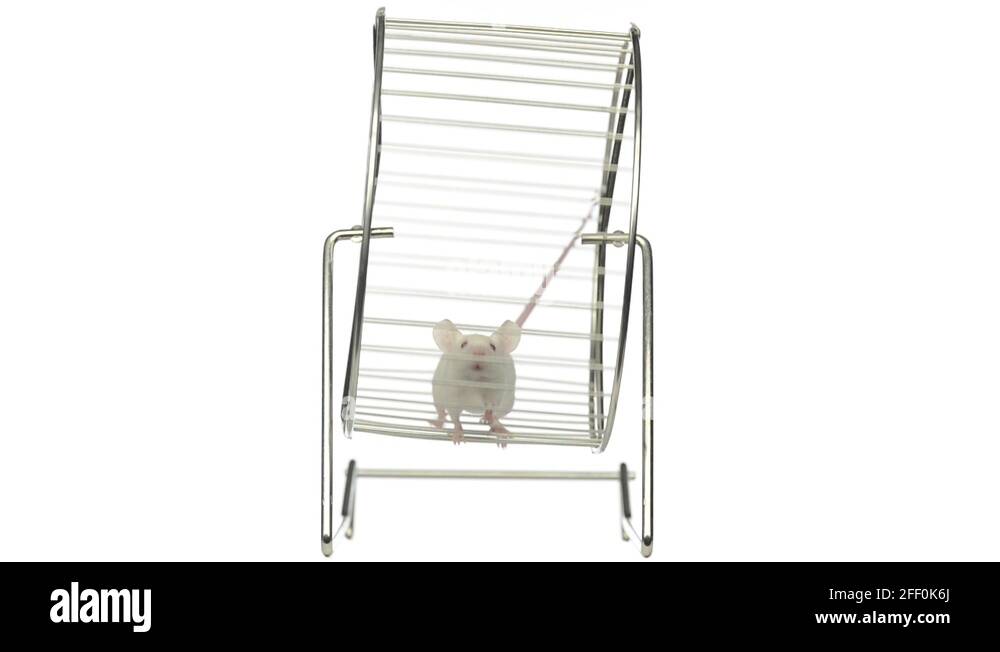 white mouse running in a running wheel in slow motion Stock Video ...