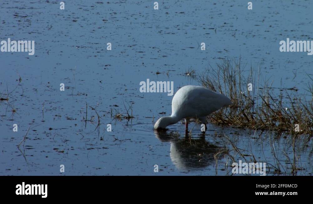 Florida marsh wildlife Stock Videos & Footage - HD and 4K Video Clips ...