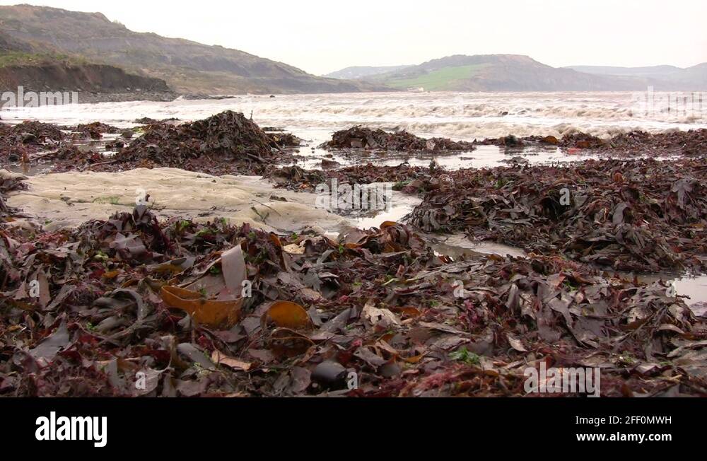 Rotting seaweed beach Stock Videos & Footage - HD and 4K Video Clips ...