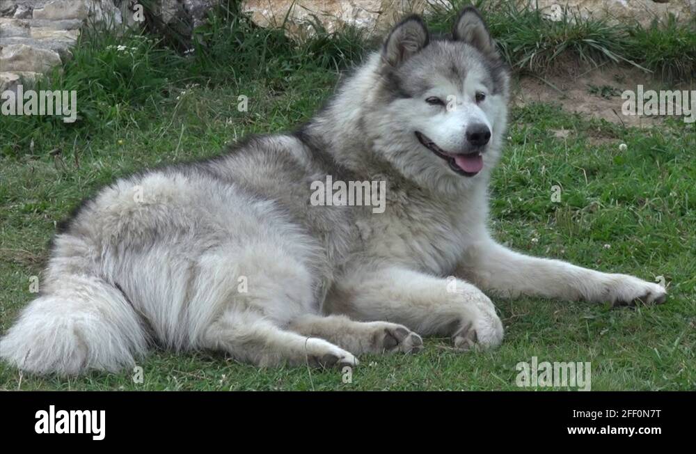 Beautiful friendly husky dog Stock Videos & Footage - HD and 4K Video ...