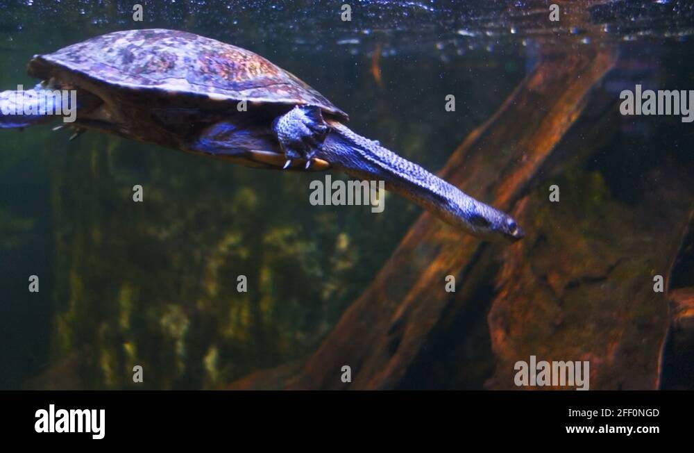 Freshwater river reptile Stock Videos & Footage - HD and 4K Video Clips ...