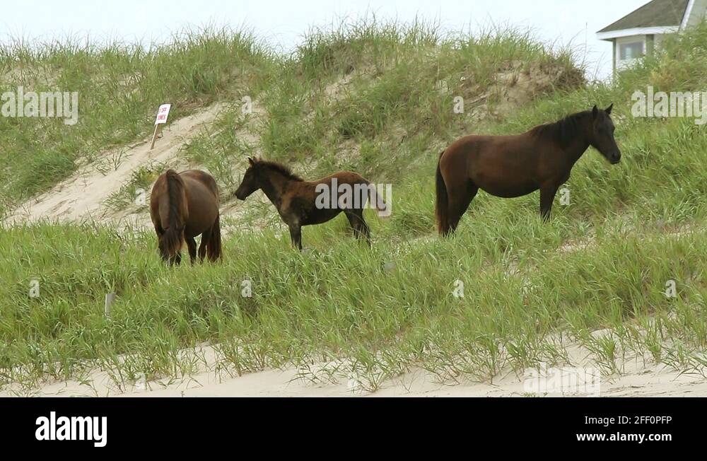 Equine family Stock Videos & Footage - HD and 4K Video Clips - Alamy