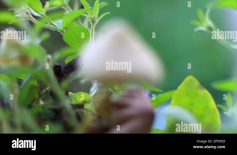Flower mushroom Stock Videos & Footage - HD and 4K Video Clips - Alamy