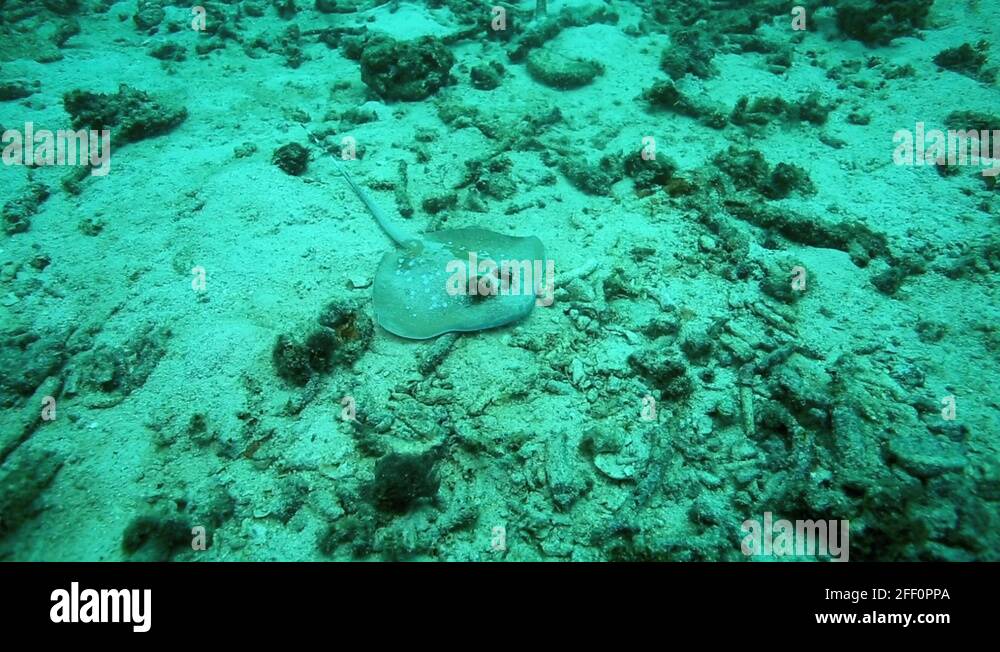 Kuhls stingray Stock Videos & Footage - HD and 4K Video Clips - Alamy