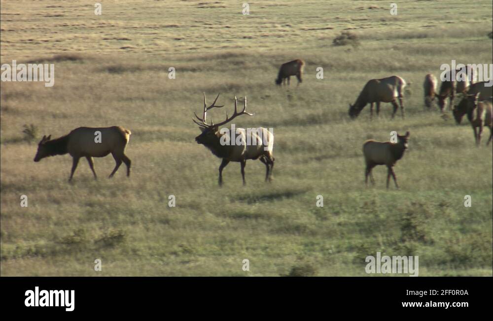 Mating elk Stock Videos & Footage - HD and 4K Video Clips - Alamy