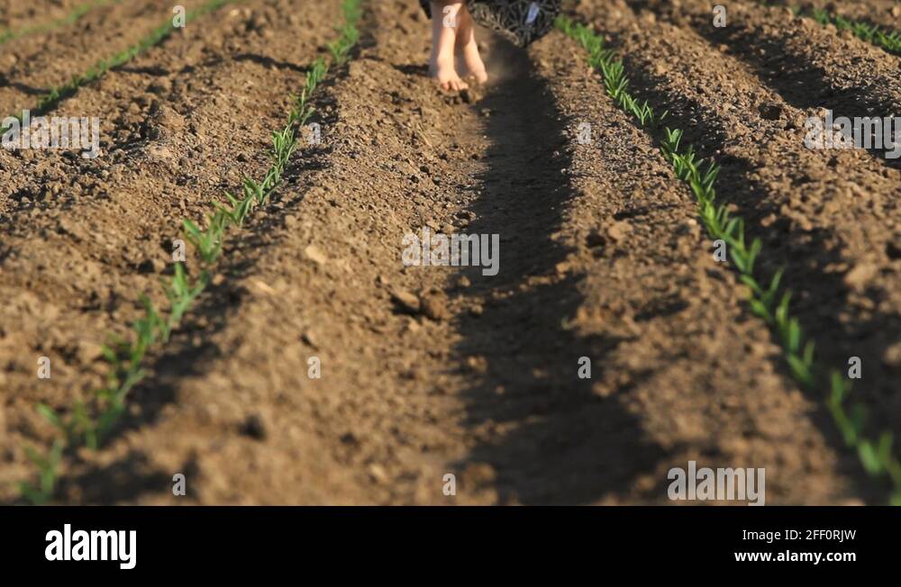Less fertile soil Stock Videos & Footage - HD and 4K Video Clips - Alamy