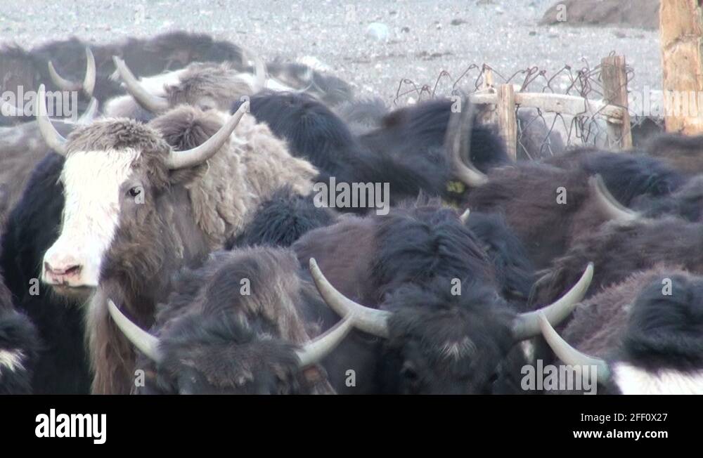 Traditional yak herding Stock Videos & Footage - HD and 4K Video Clips ...