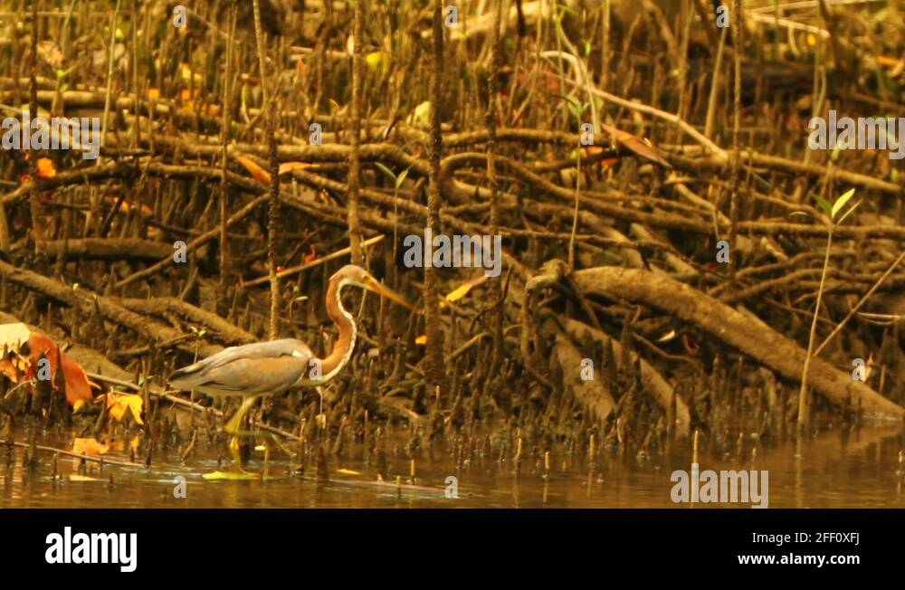 White reddish egret Stock Videos & Footage - HD and 4K Video Clips - Alamy