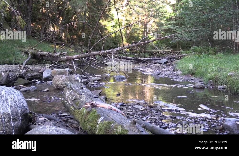 Drought, salmon stream Stock Video Footage - Alamy