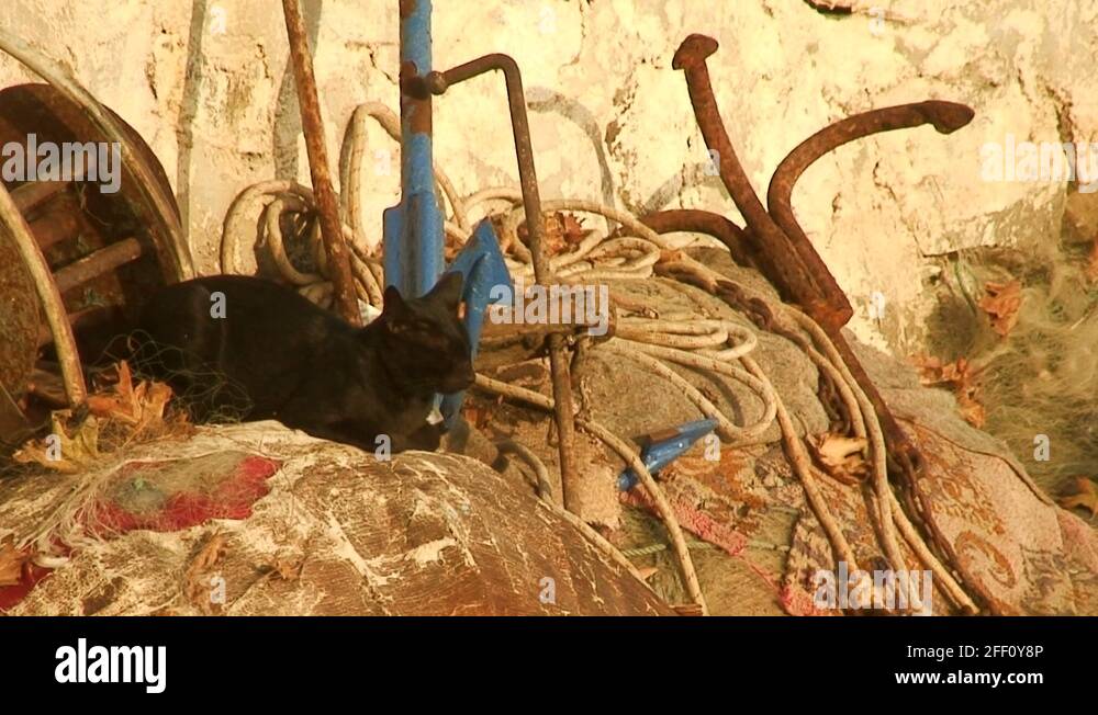 Feral cat fishing nets stray wild feline black anchor alley cat ...