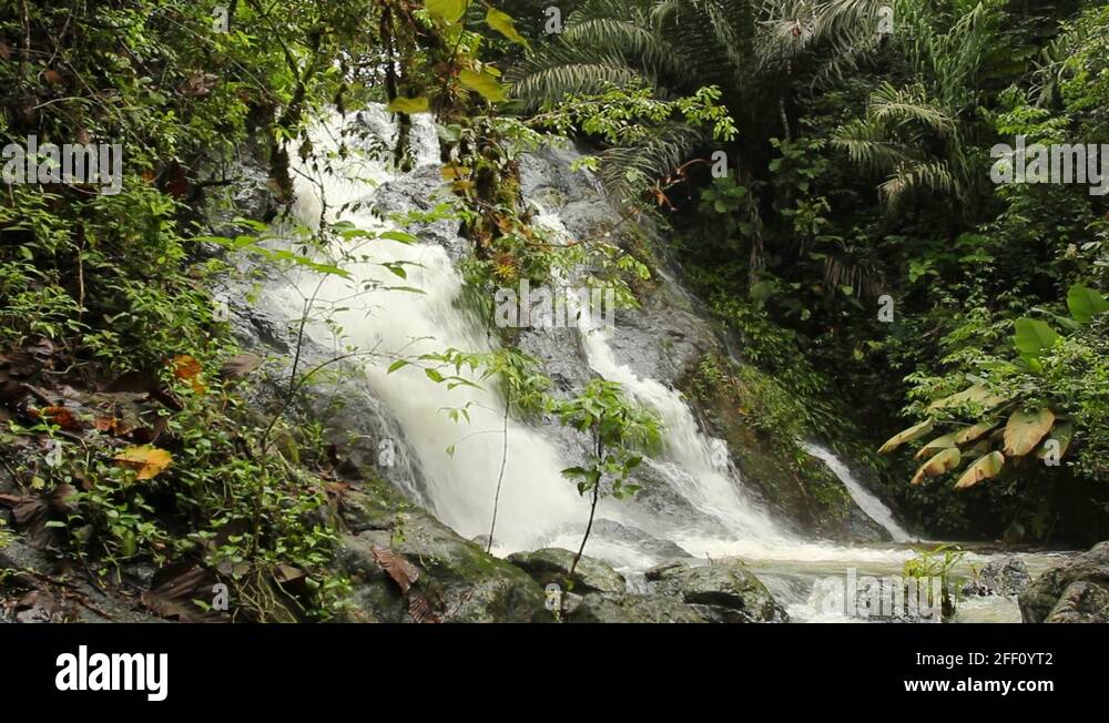 Choco rainforest ecuador Stock Videos & Footage - HD and 4K Video Clips ...