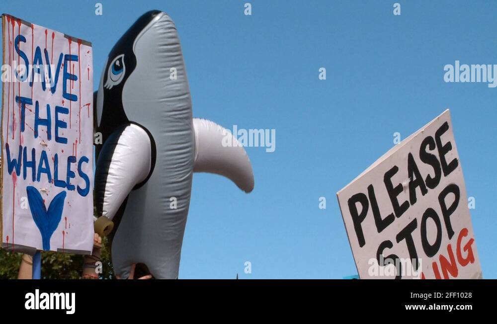 Blue whale signs Stock Videos & Footage - HD and 4K Video Clips - Alamy