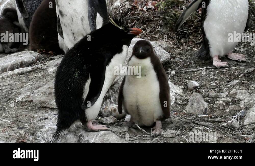 Rockhopper penguin chick Stock Videos & Footage - HD and 4K Video Clips ...