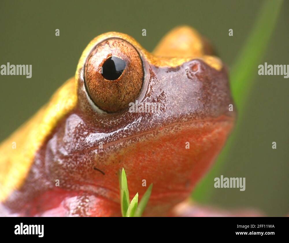 Clown tree frog Stock Videos & Footage - HD and 4K Video Clips - Alamy