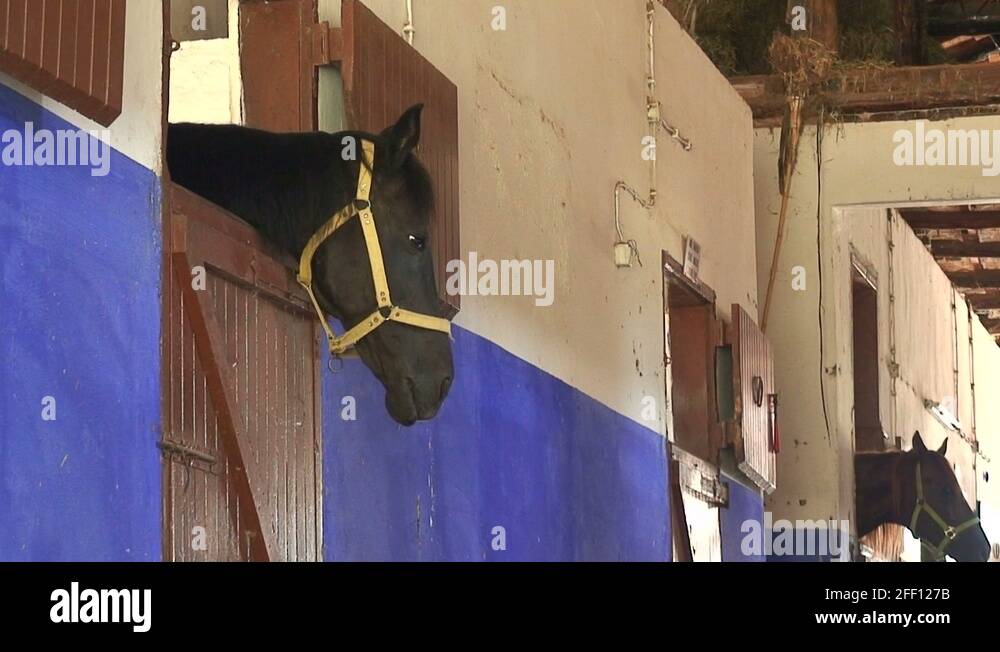 Old stable block Stock Videos & Footage - HD and 4K Video Clips - Alamy