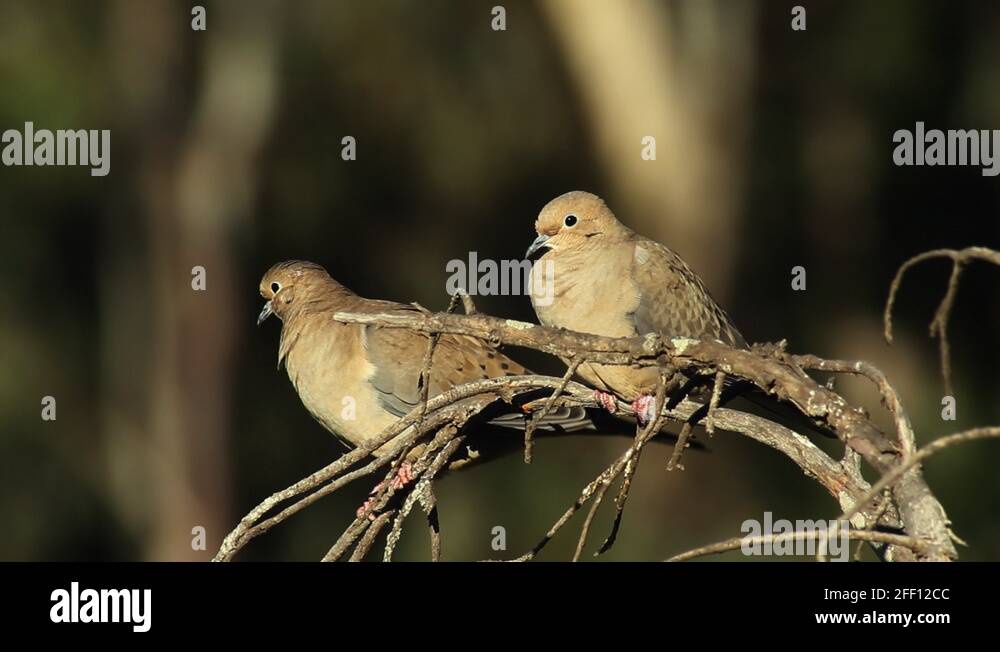 Mourning dove Stock Videos & Footage - HD and 4K Video Clips - Alamy