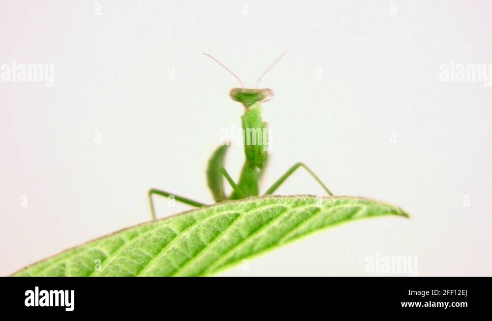 Leaf praying mantis Stock Videos & Footage - HD and 4K Video Clips - Alamy