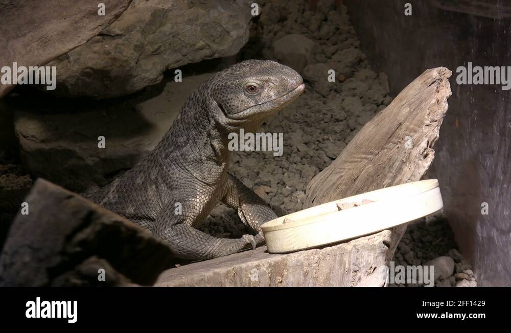 Savannah reptile lizard monitor scale claws varanidae animal food eat ...