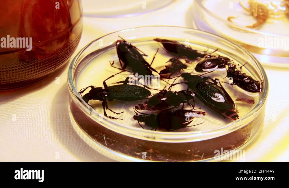 Animal vessel Stock Videos & Footage - HD and 4K Video Clips - Alamy