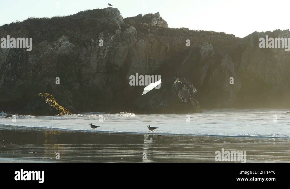 Birds in surf Stock Videos & Footage - HD and 4K Video Clips - Alamy