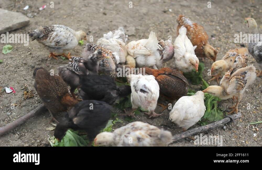 Chicken weed Stock Videos & Footage - HD and 4K Video Clips - Alamy