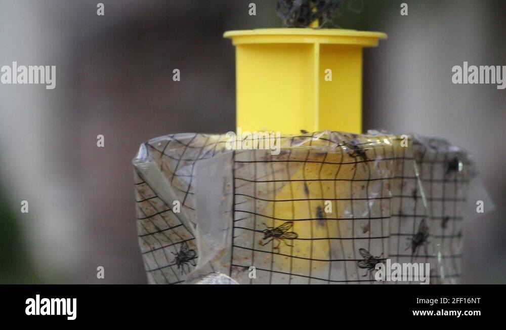 Vermin trap Stock Videos & Footage - HD and 4K Video Clips - Alamy