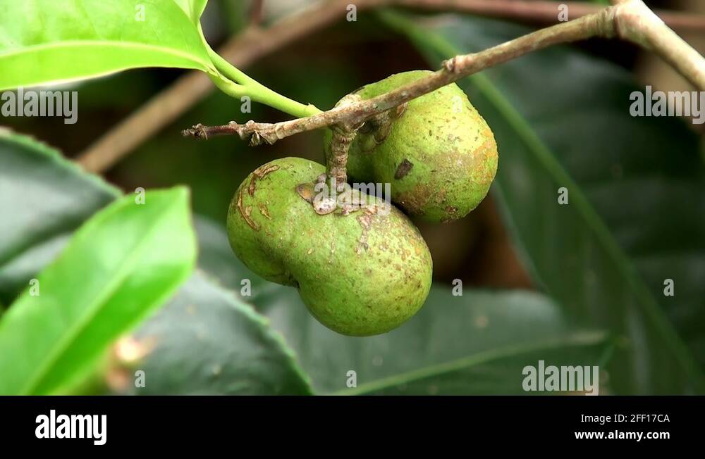 Seed bearing tree Stock Videos & Footage - HD and 4K Video Clips - Alamy