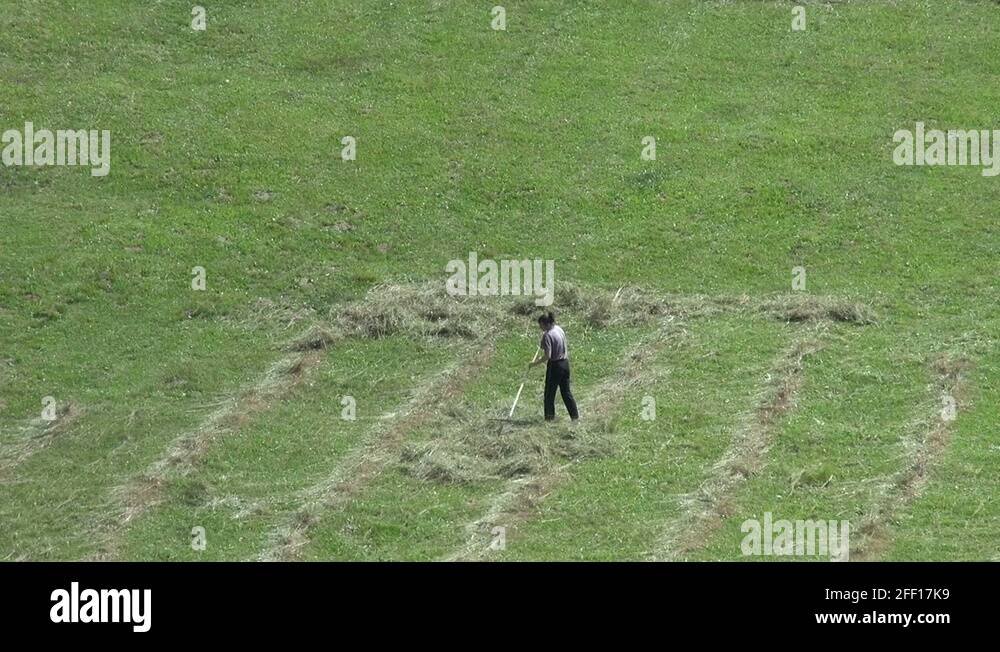 Farm animals feed Stock Videos & Footage - HD and 4K Video Clips - Alamy