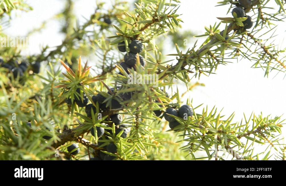Juniper bush Stock Videos & Footage - HD and 4K Video Clips - Alamy