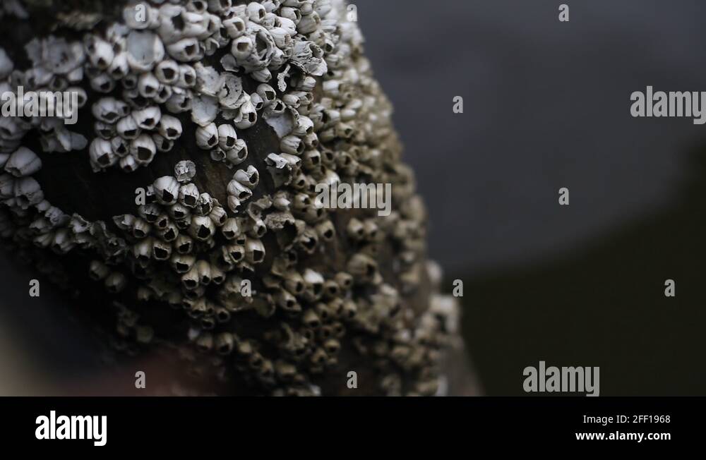 Wildlife barnacles Stock Videos & Footage - HD and 4K Video Clips - Alamy