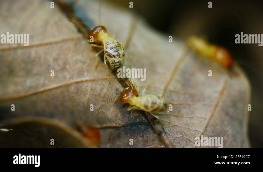 Termites eat Stock Videos & Footage - HD and 4K Video Clips - Alamy
