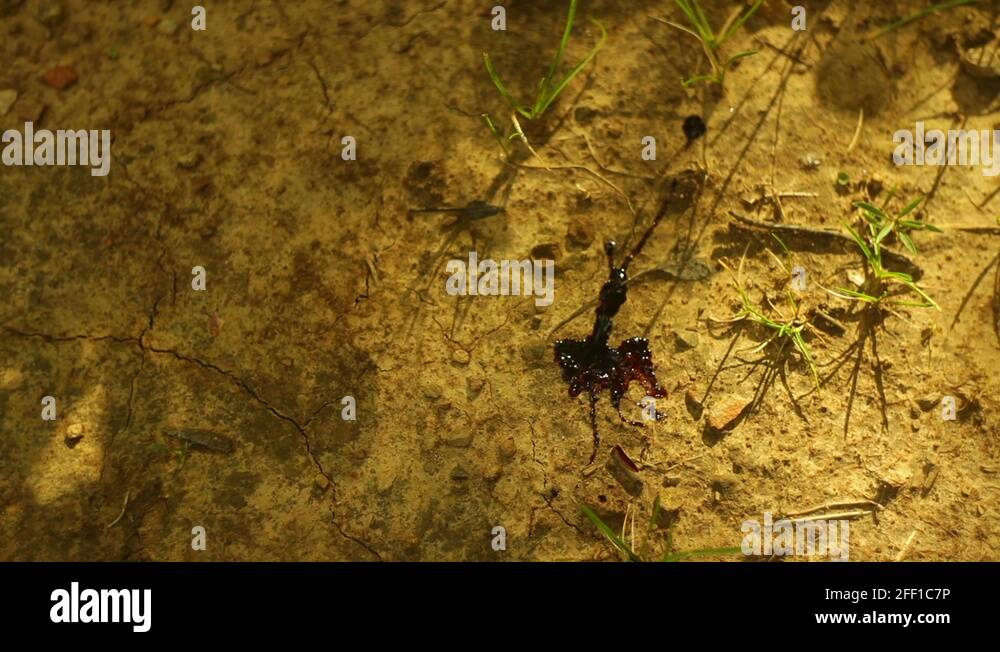 Splatter blood Stock Videos & Footage - HD and 4K Video Clips - Alamy