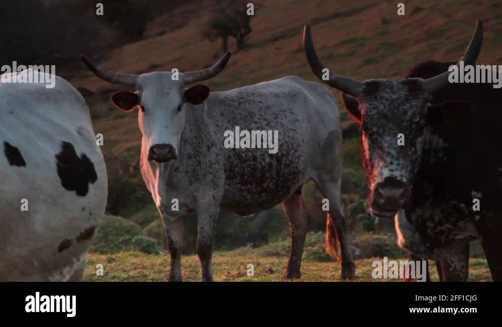 Nguni Stock Videos & Footage - HD and 4K Video Clips - Alamy