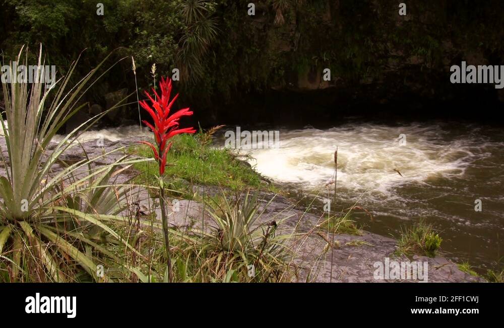 Bromeliad sp Stock Videos & Footage - HD and 4K Video Clips - Alamy