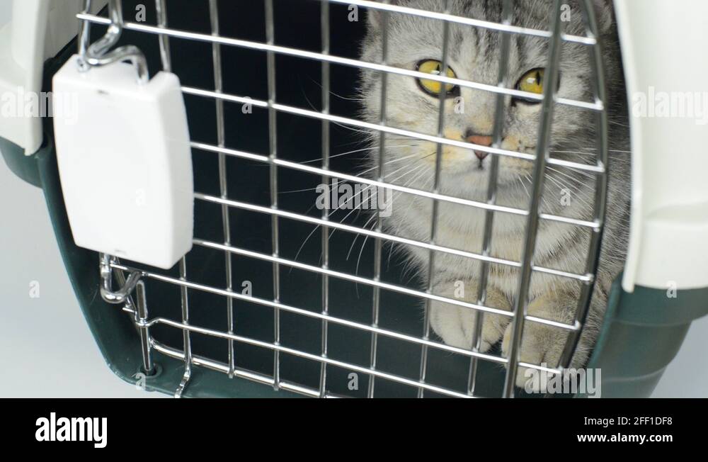 Kitten in container home container Stock Videos & Footage - HD and 4K ...