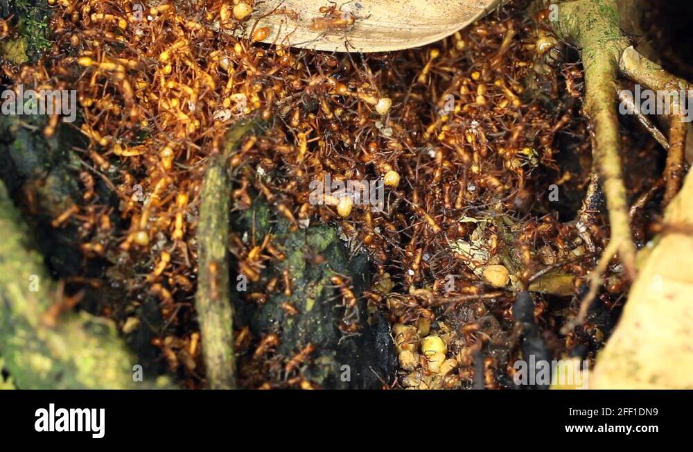 Army Ant (Eciton sp.) bivouac Stock Video Footage - Alamy