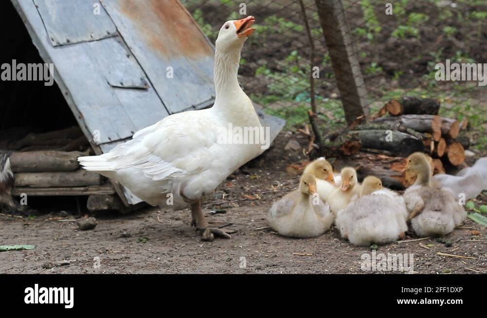 Baby goose Stock Videos & Footage - HD and 4K Video Clips - Alamy