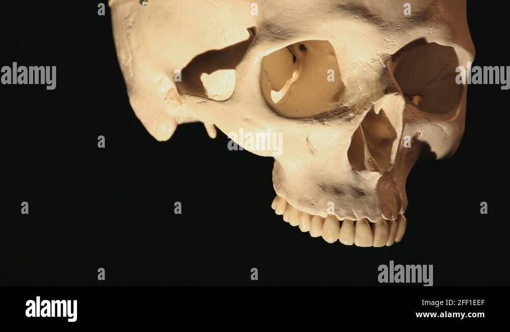 Lantern jaw Stock Videos & Footage - HD and 4K Video Clips - Alamy